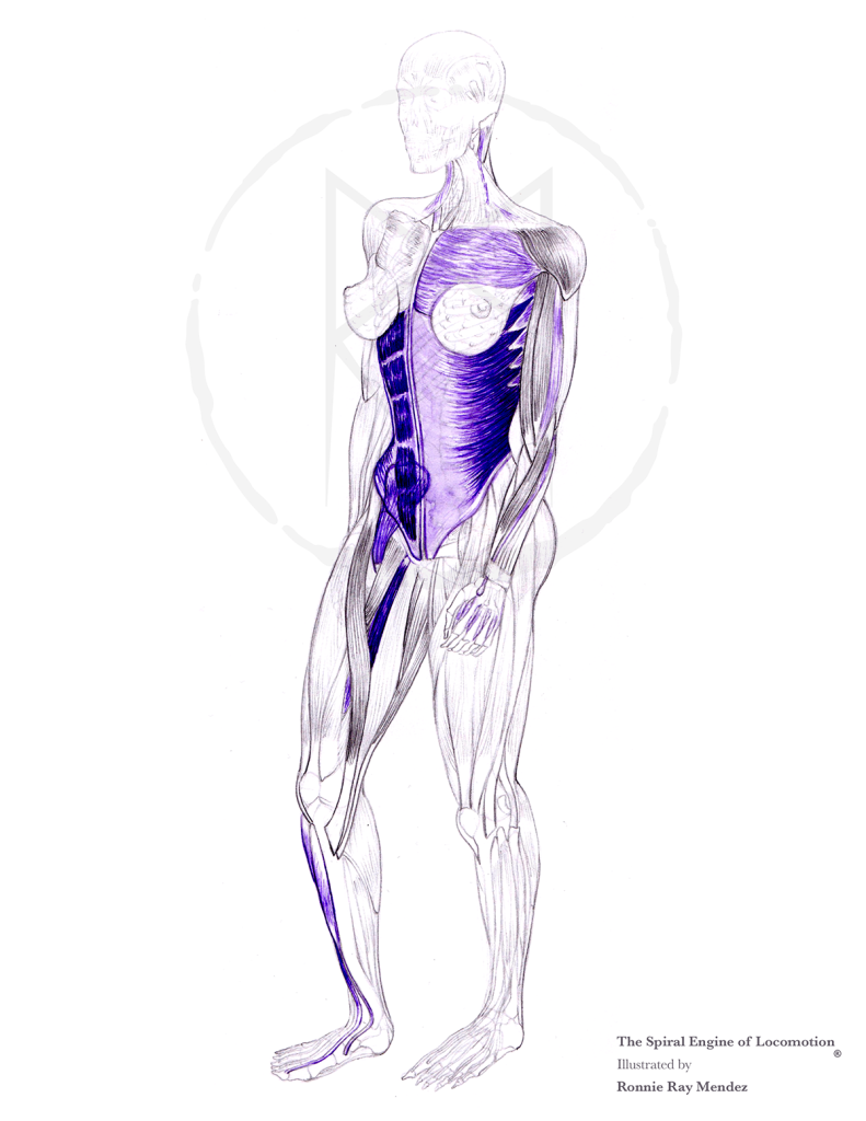 Movement Mantra – Welcome to Dynamic Neuromuscular Assessment™