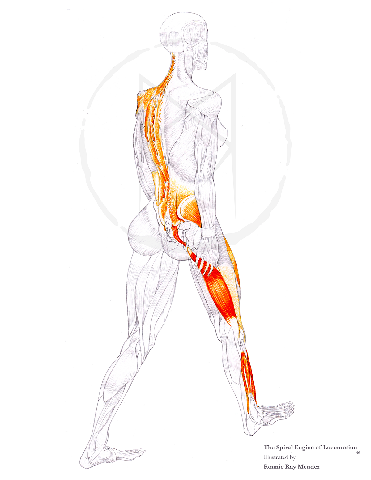 Movement Mantra – Welcome to Dynamic Neuromuscular Assessment™