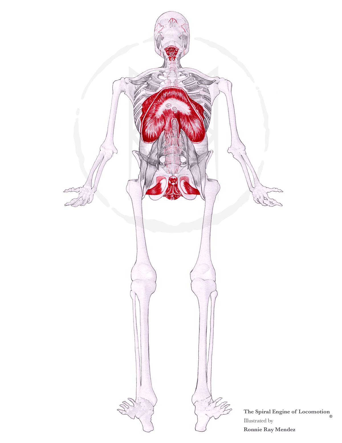 Movement Mantra – Welcome to Dynamic Neuromuscular Assessment™