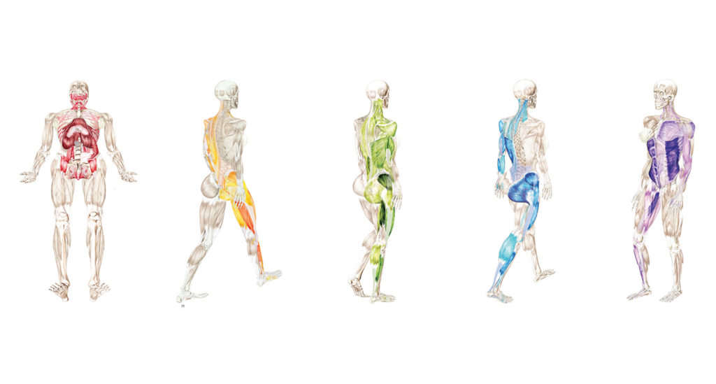 The Master Template – Welcome to Dynamic Neuromuscular Assessment™