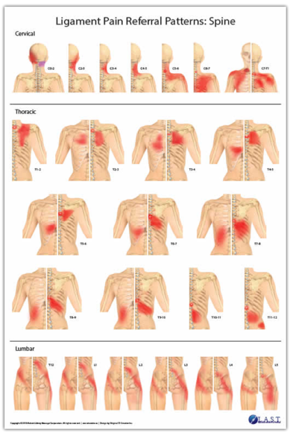 Ligaments – Welcome to Dynamic Neuromuscular Assessment™