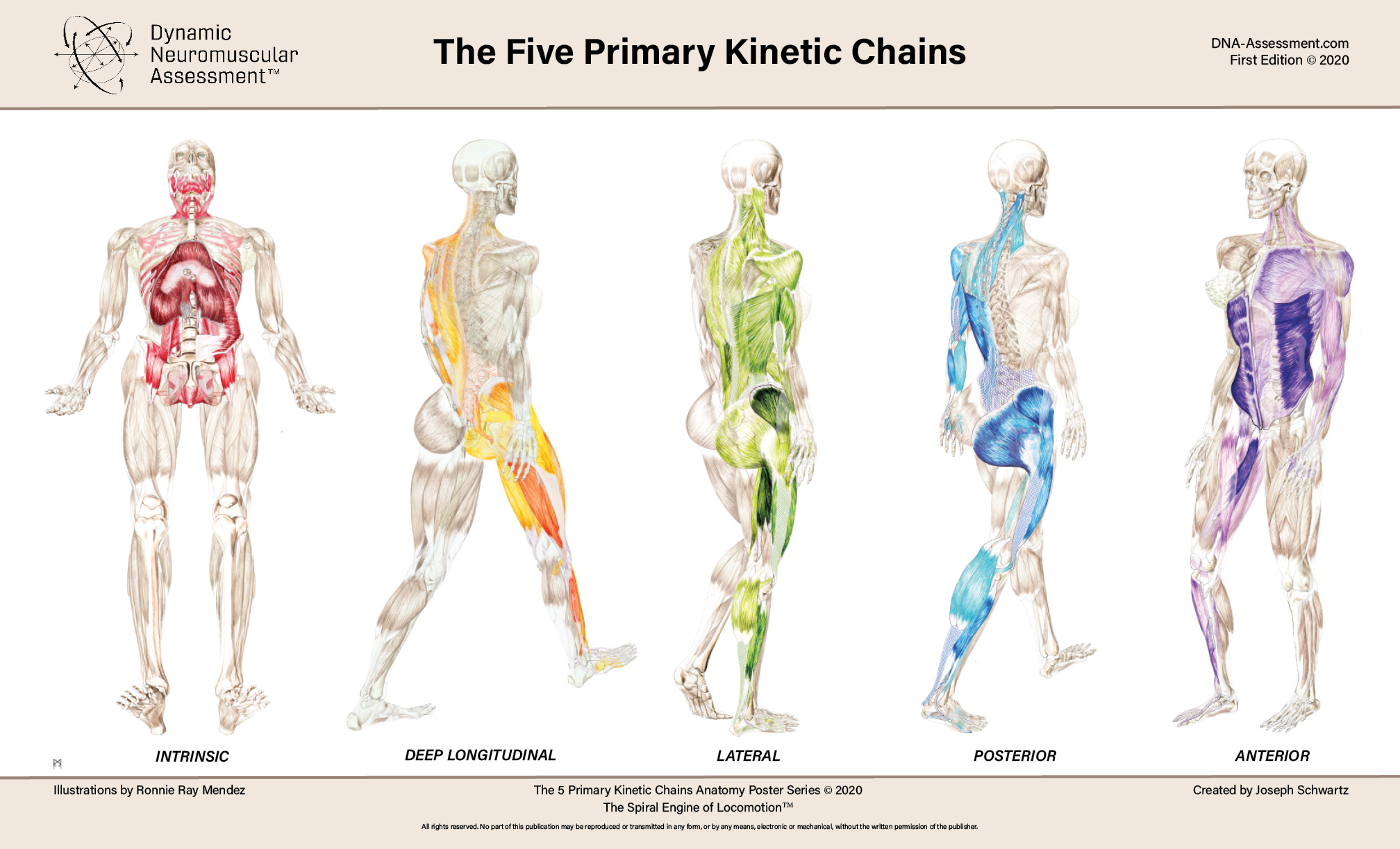 Shop – Welcome to Dynamic Neuromuscular Assessment™